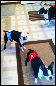 Dog Belly Band Tutorial